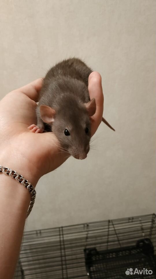 Две крысы дамбо (3 месяца)