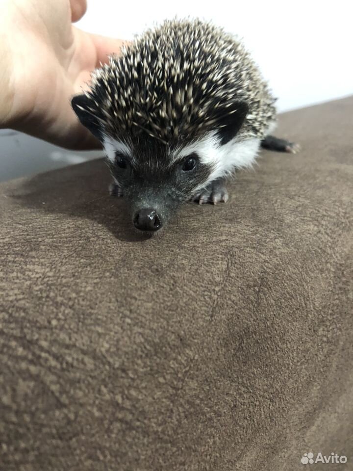 Ежик