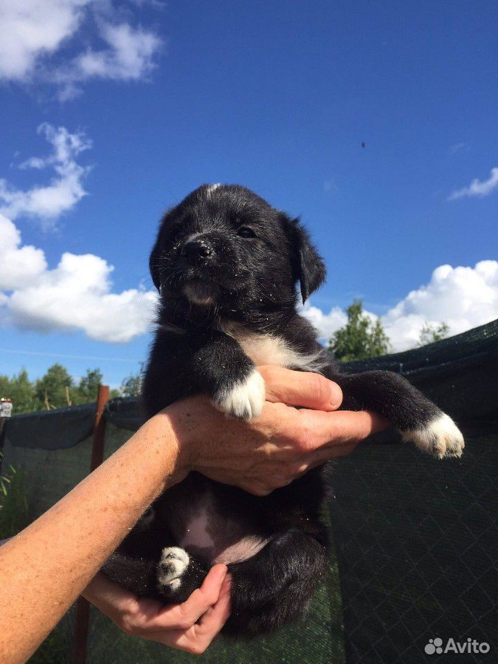Черный колобок пацан 1 месяц