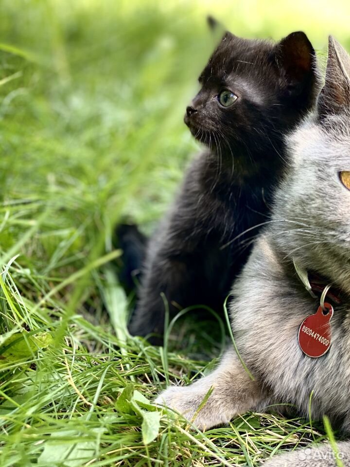 Котята ищут семью Мама - кошка британской породы