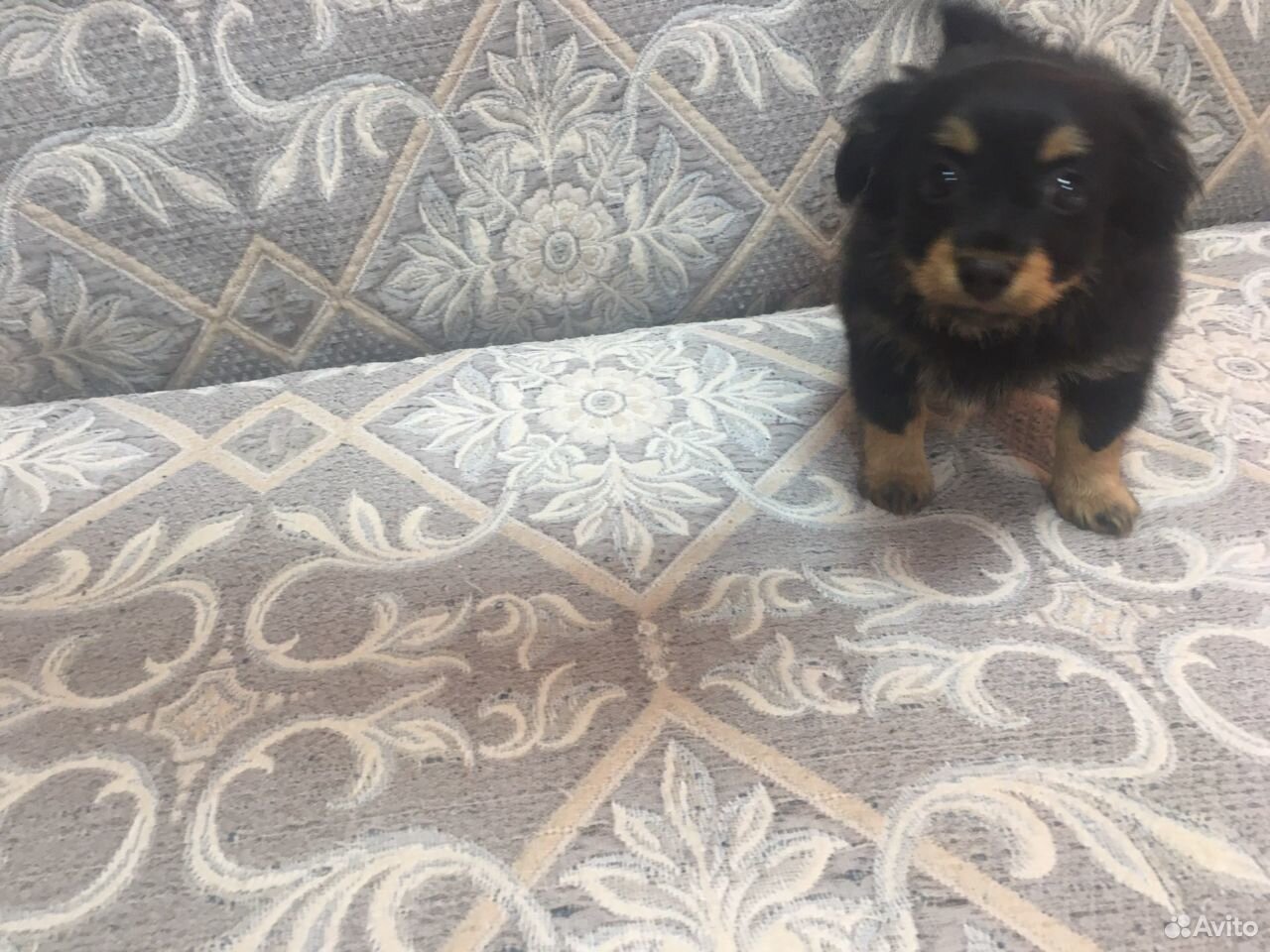 Шпиц/ тойтерьер