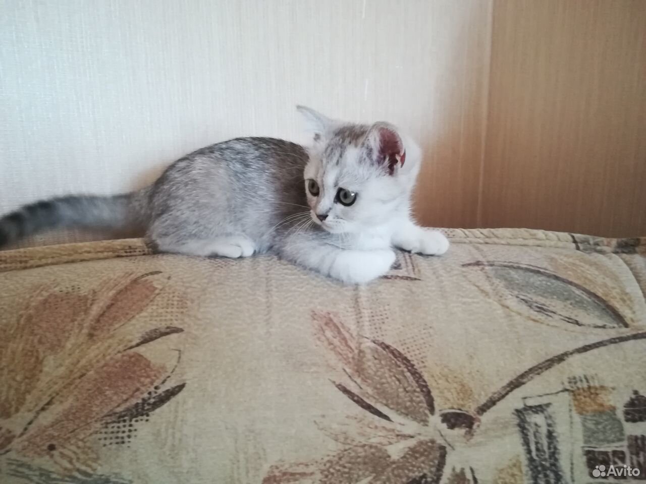 Котенок шотландский
