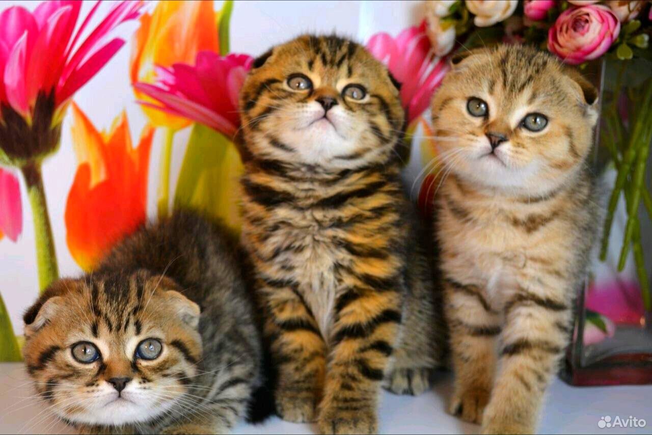 Прекрасные Котята, плюшевые тигрята, Шотландцы
