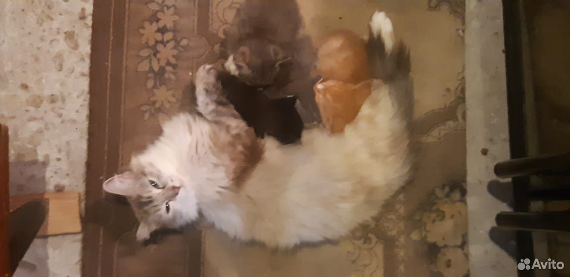 Кошка с котятами ищут новый дом