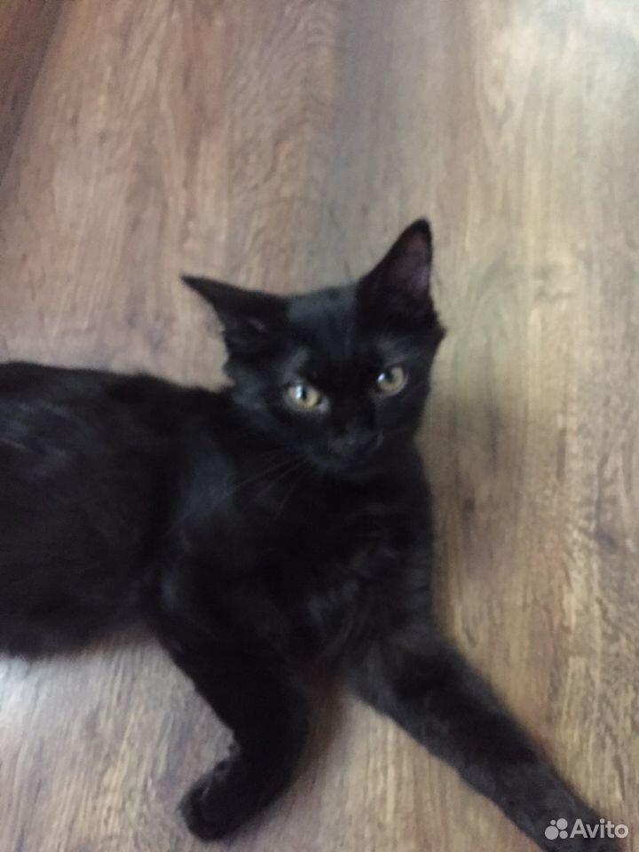 Кошка Смесь Персика и Сиама