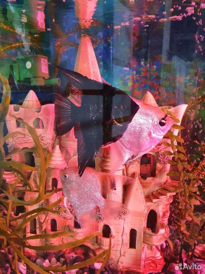 Рыбки Скалярии большие для вашего аквариума