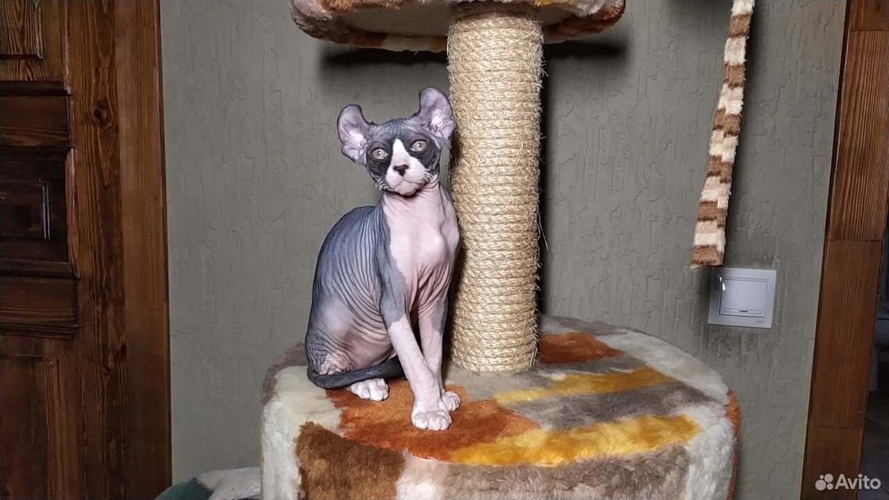 Шикарный котик Эльфа