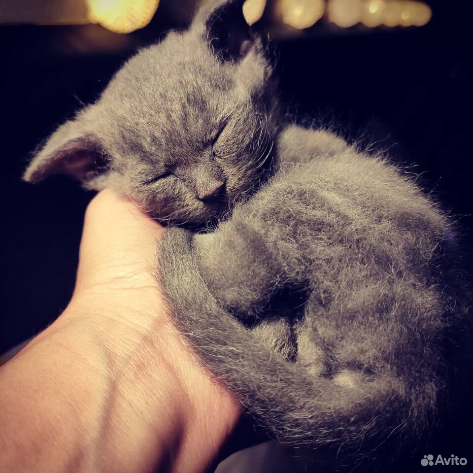 Котенок вислоухий шотландец