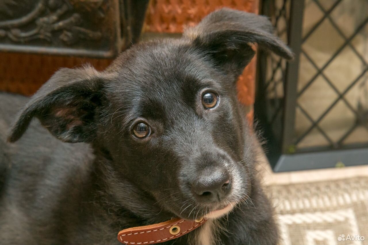 Умный Щенок Рада 3 мес.Привита,будет по колено