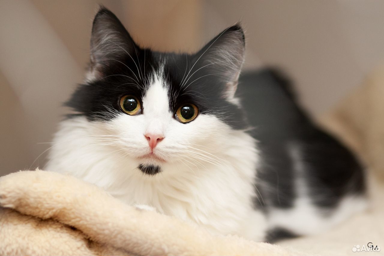 Хочу кошку. Кошка Пампушка