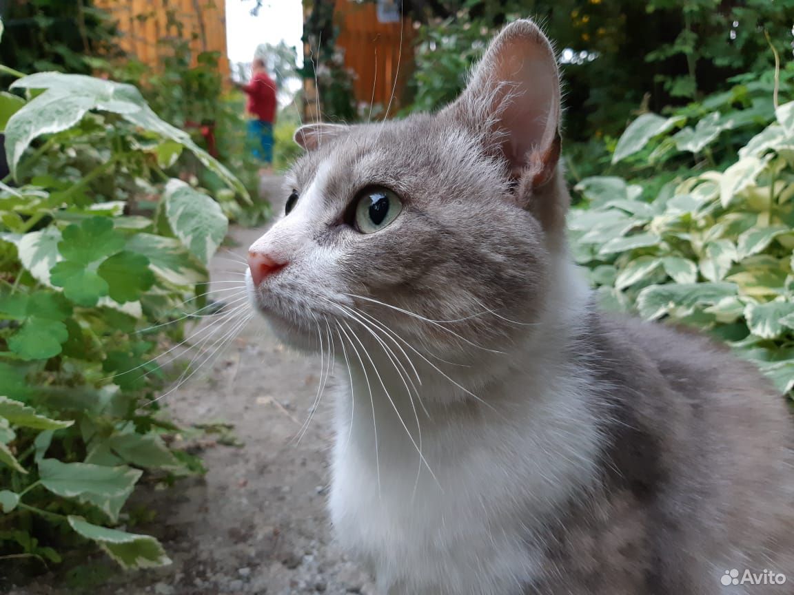 Ласковый серый котик Кузя в добрые руки