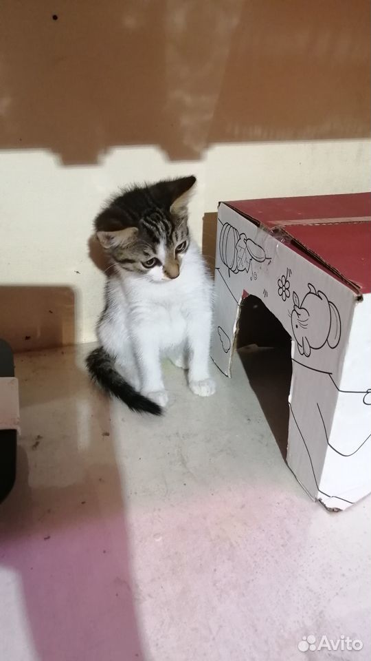Котенок