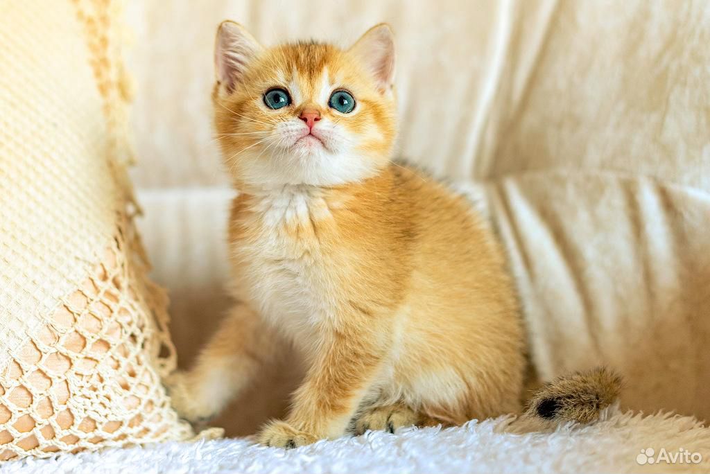 Котик золотой