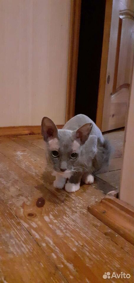 Сфинкс (полу)