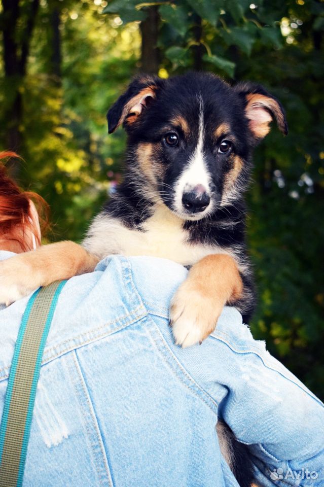 Луна 3 мес ищет дом