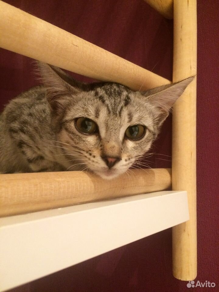 Красавчик Маркус ищет свой дом