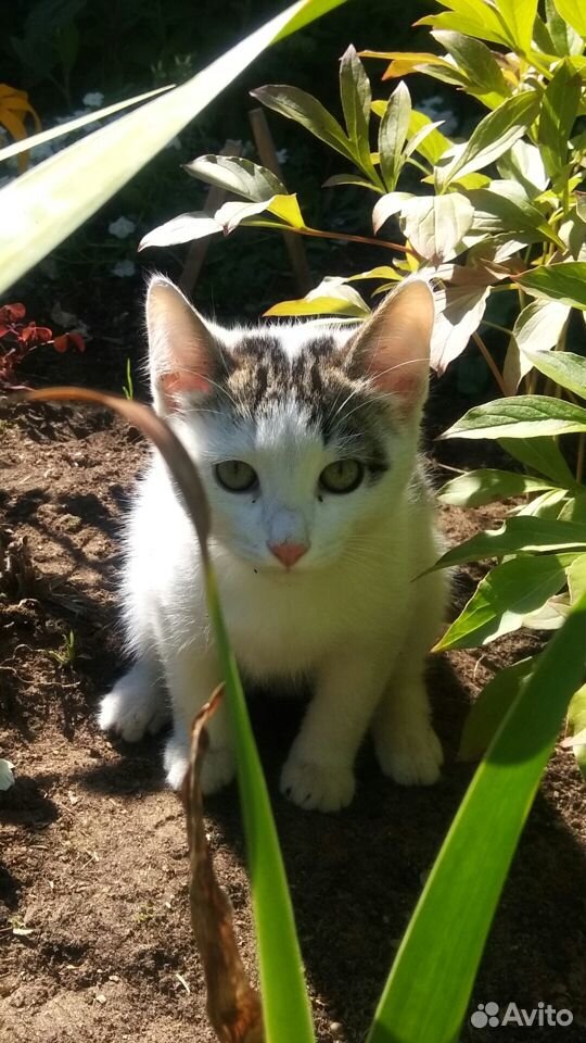 Очень позитивный, общительный котёнок. Ходит в лот