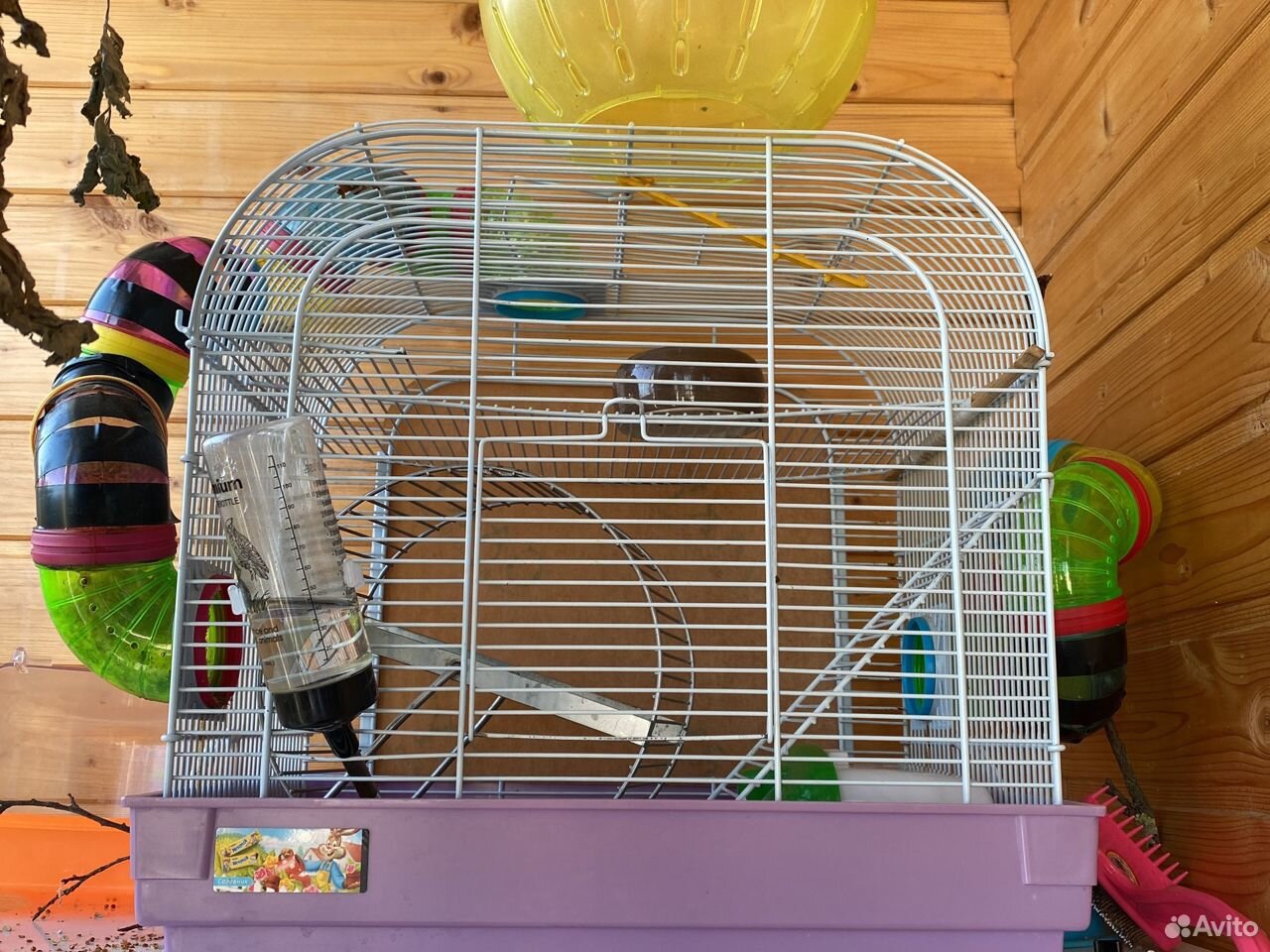 Хомяк сирийский 5 месяцев с клеткой и шаром