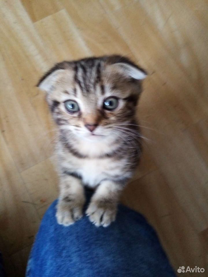 Вислоухие Котята