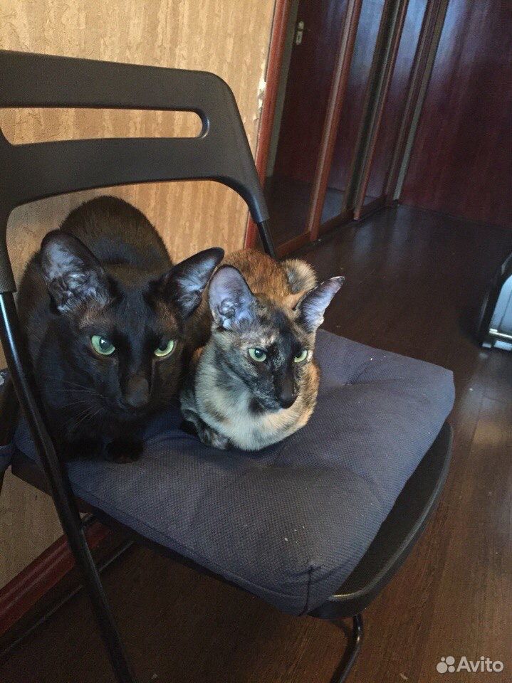 Ориентальные котята