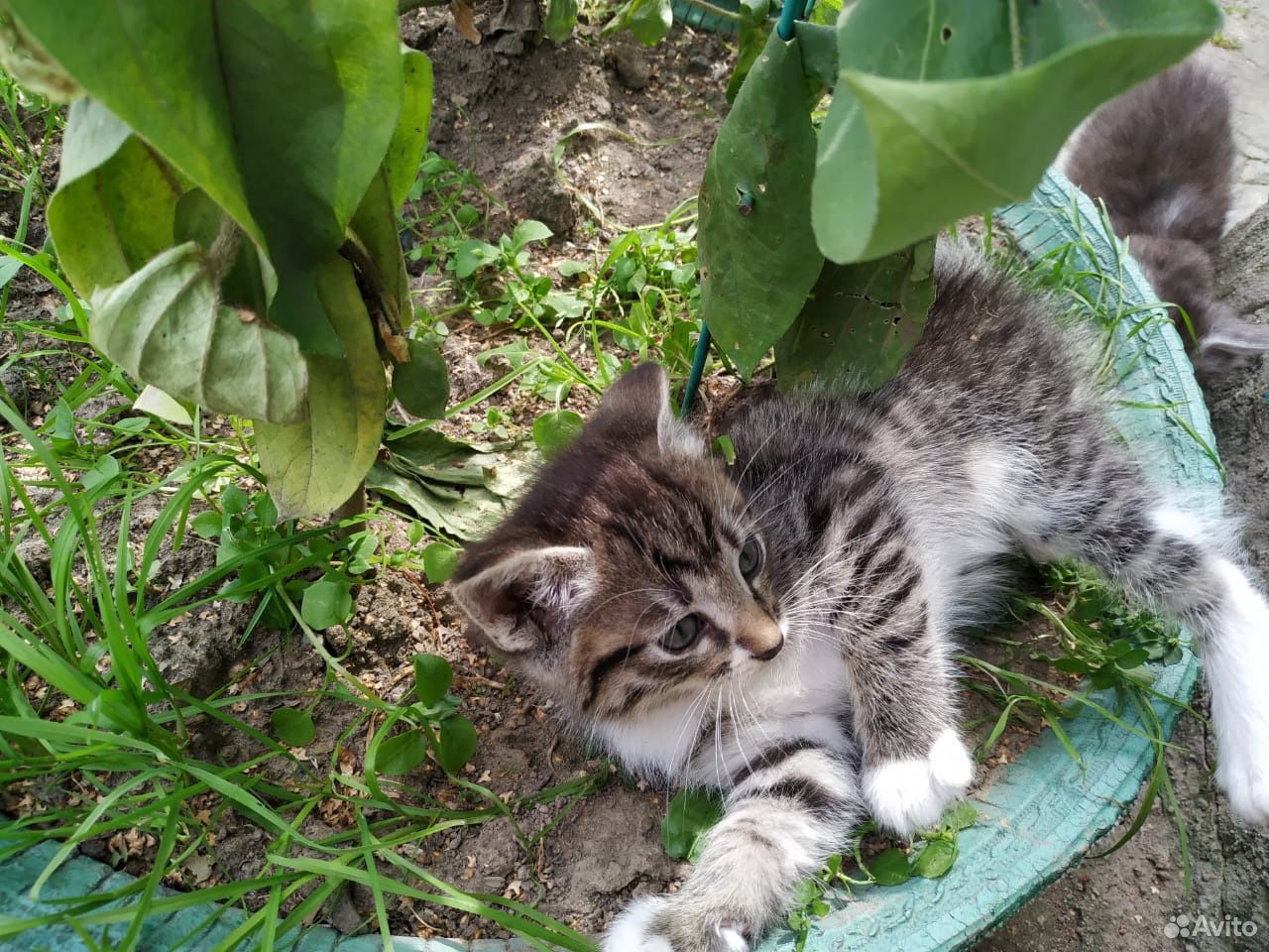 Кошка