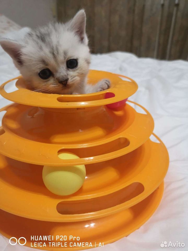 Шотландский скотиш страйт мальчик