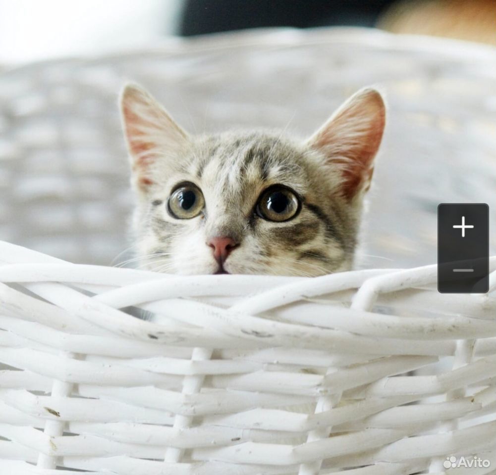 Котёнок в ответственные руки