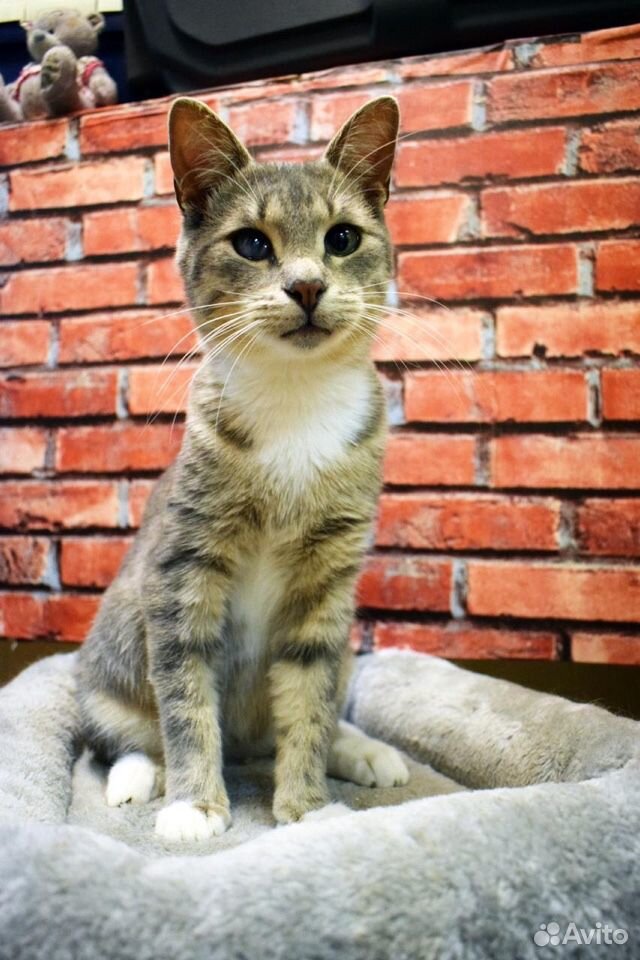 Котик Ватсон 1 год ищет дом