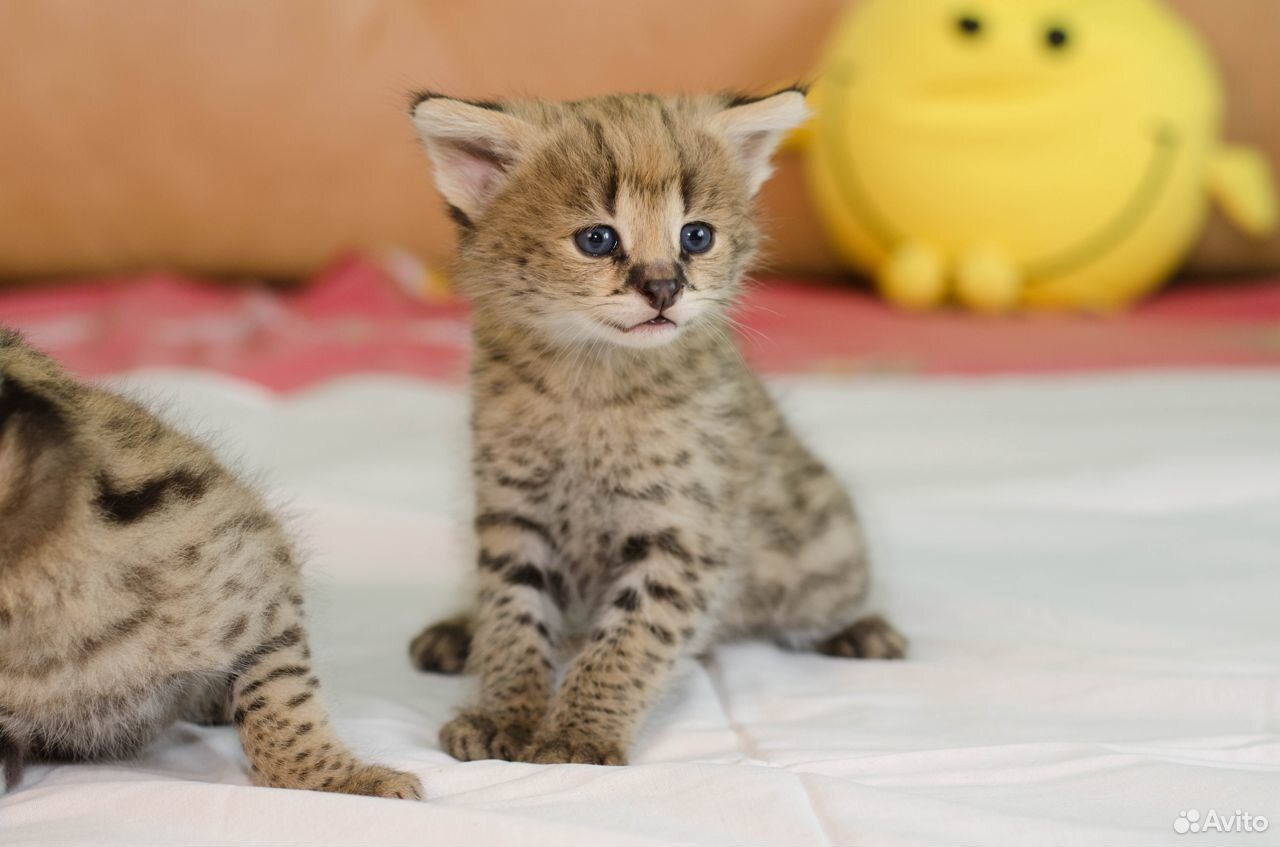 Котята саванны и сервала