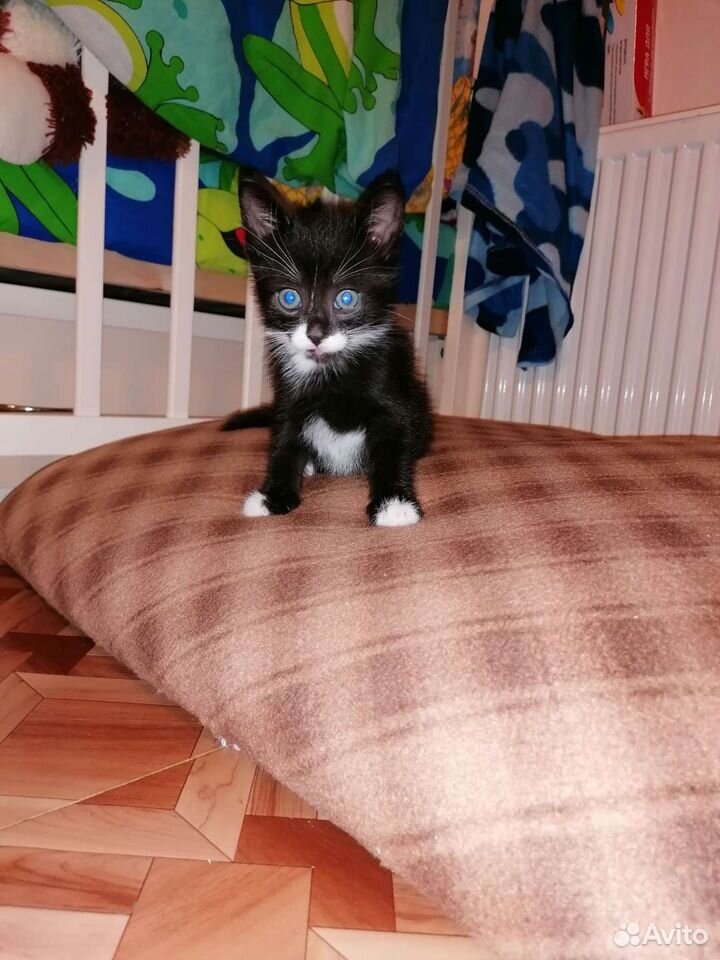 Котёнок мальчик
