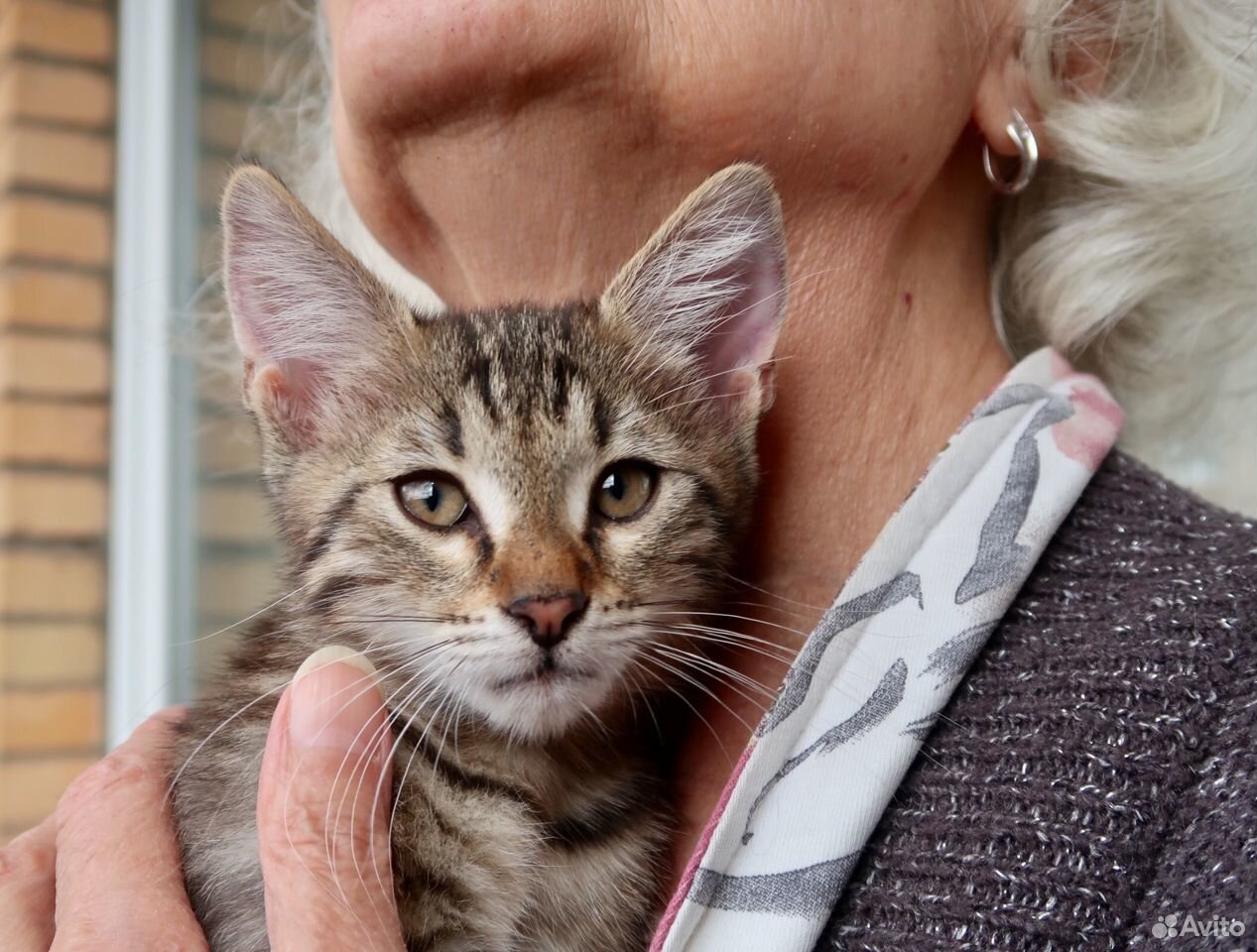 Красавчик в добрые руки