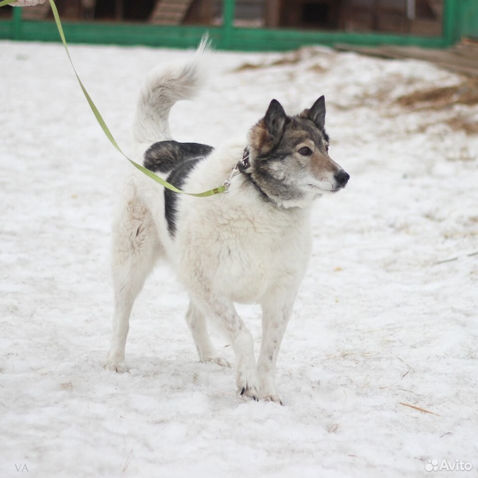 Милли, типаж Лайки в добрые руки