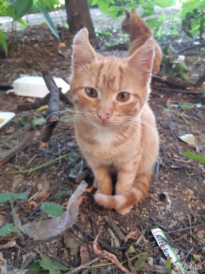 Рыжий котенок