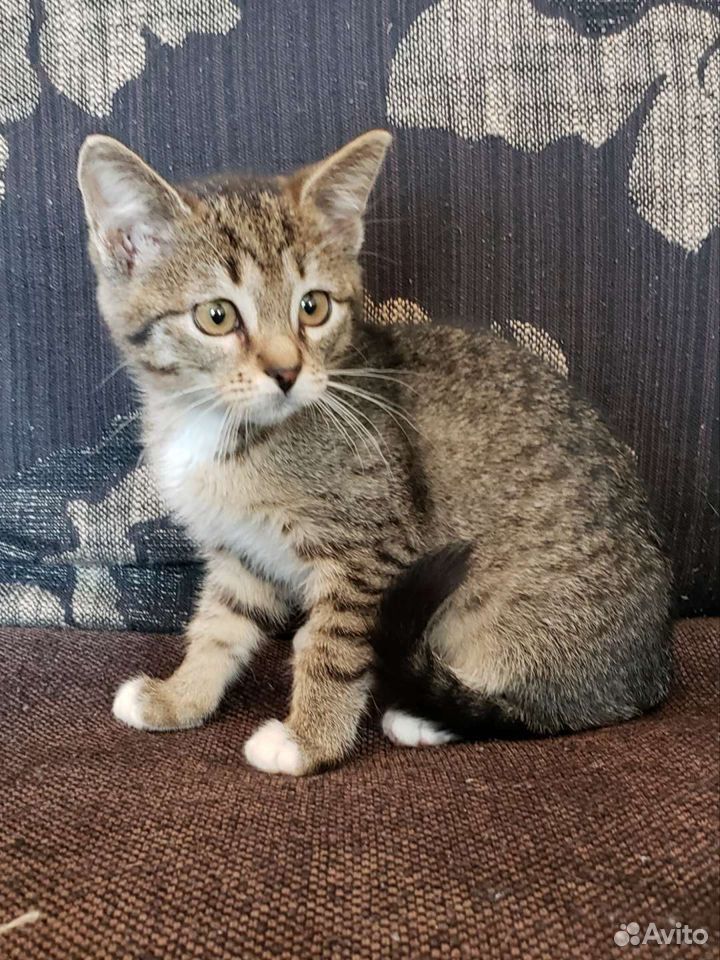 Котенок в добрые руки