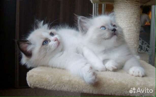 Нежные рэгдоллы