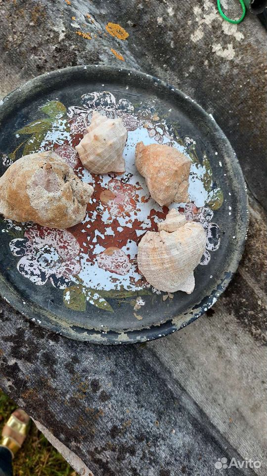 Морские ракушки