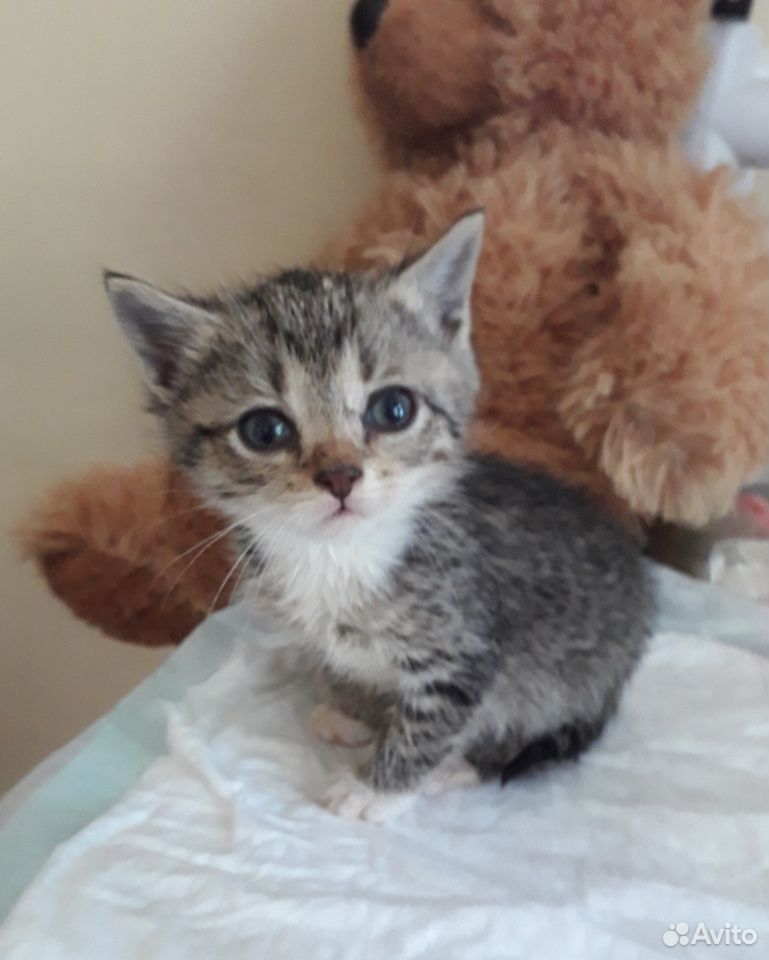 Платоша ищет семью