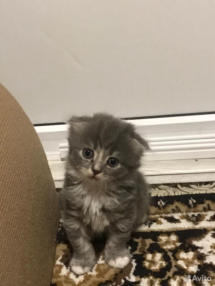 Вислоухий котенок