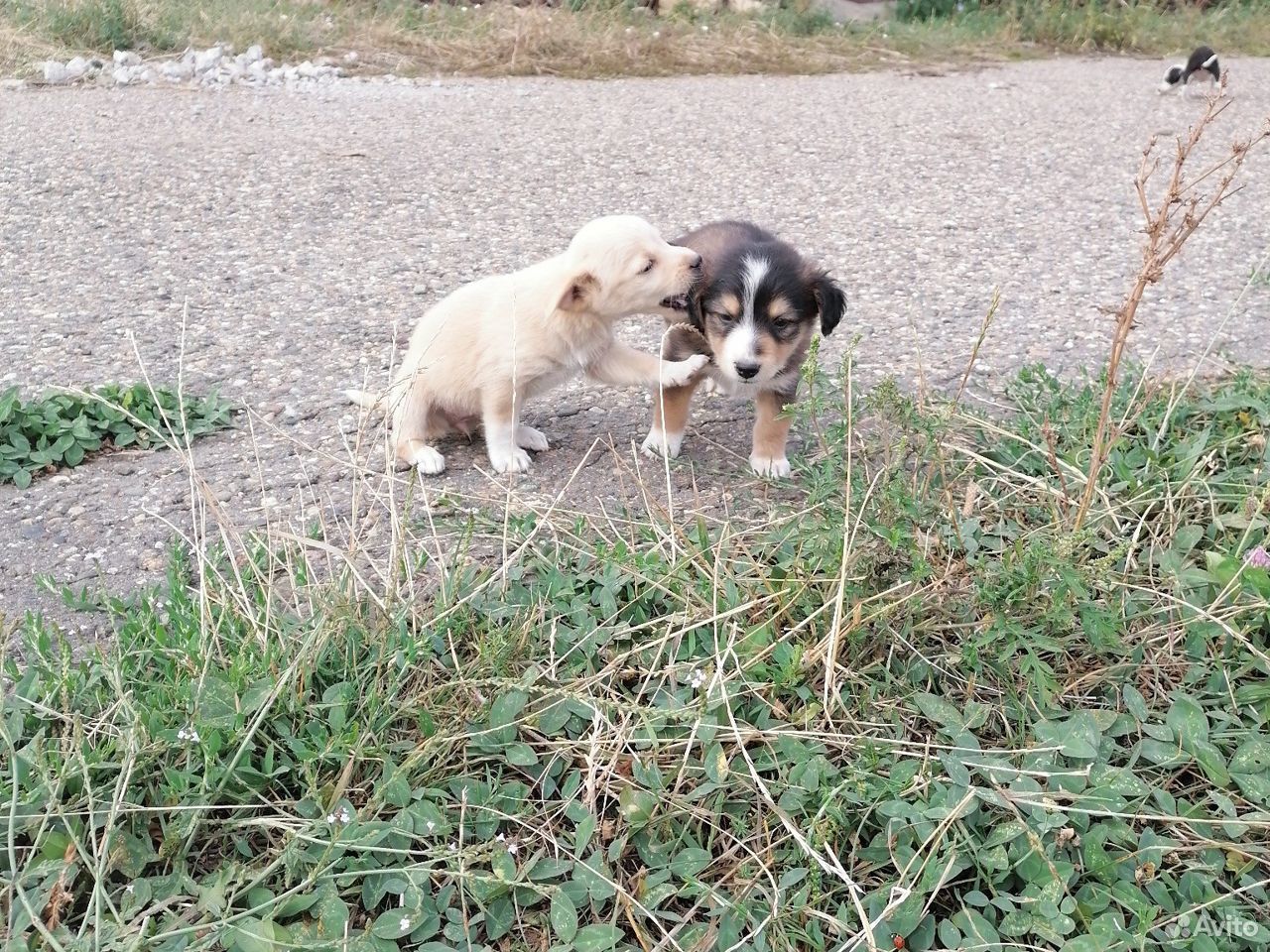 Собака немецко охотничей породы