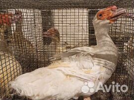 Замороженные тушки самцов индоутки