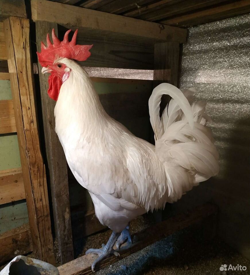 Петух Бресс Гальский