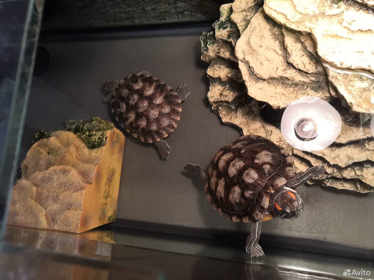 Две милейшие красноушки