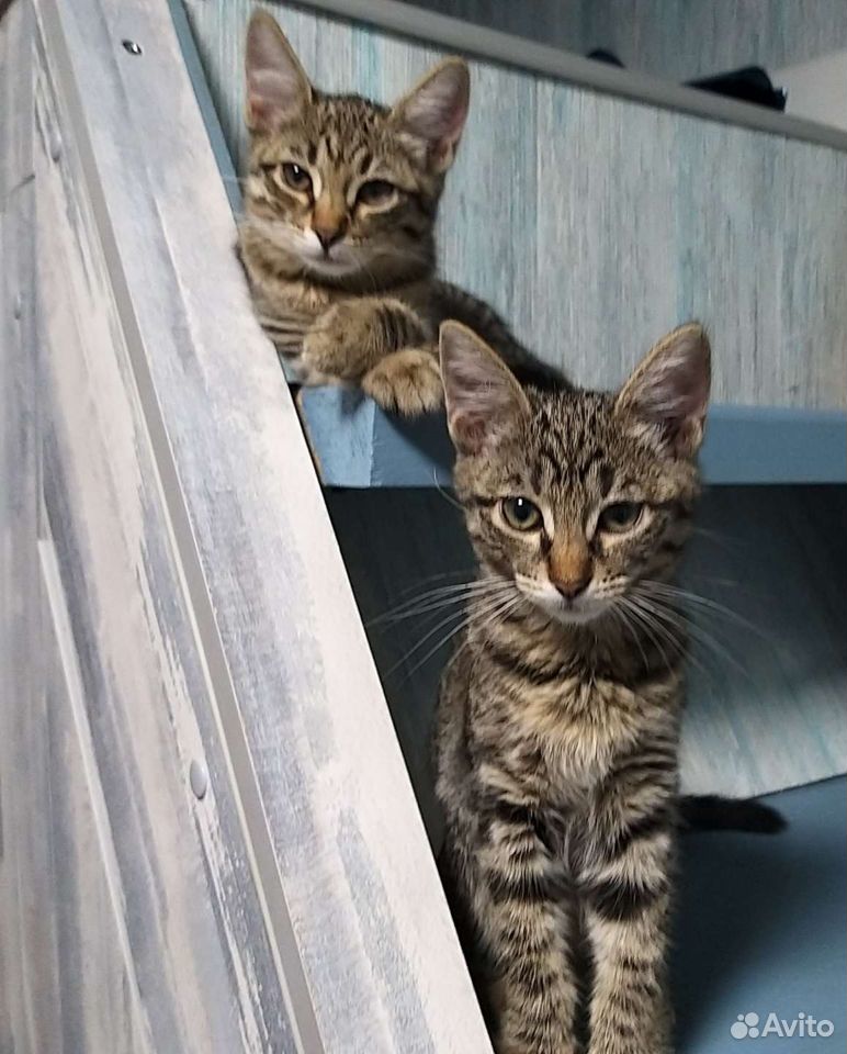 Милые мурлыки в добрые руки