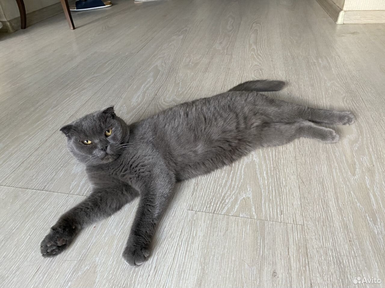 Шотландская вислоухая кошка. 9 месяцев