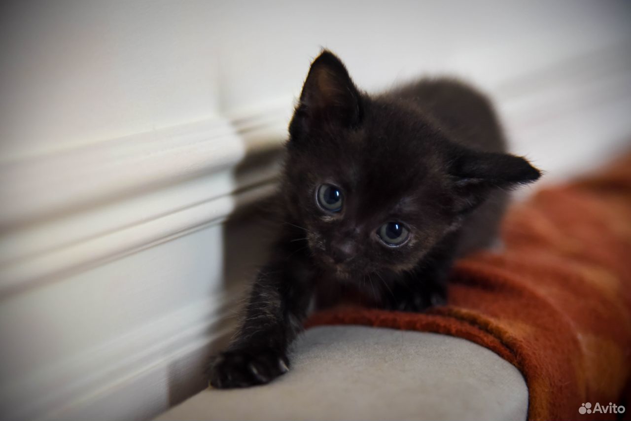 Котенок кофейный дымчатый