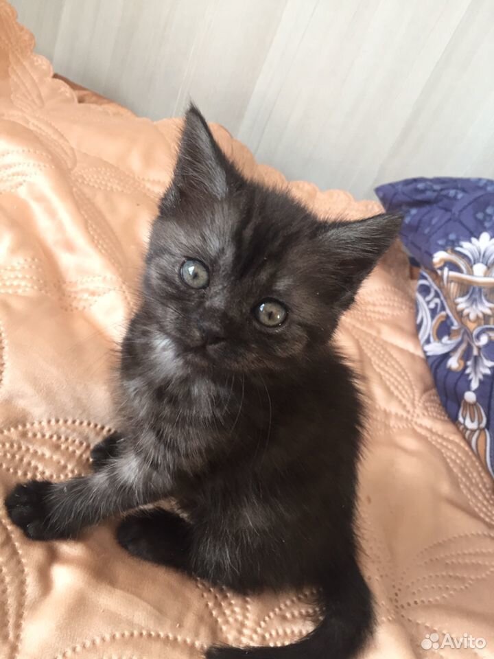 Кошечка Британец