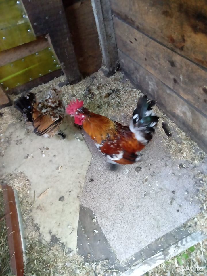 Порода кур ситцевые бентамки семья 1+1