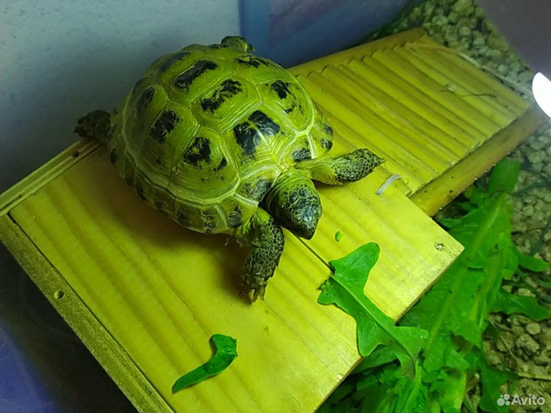 Черепаха сухопутная