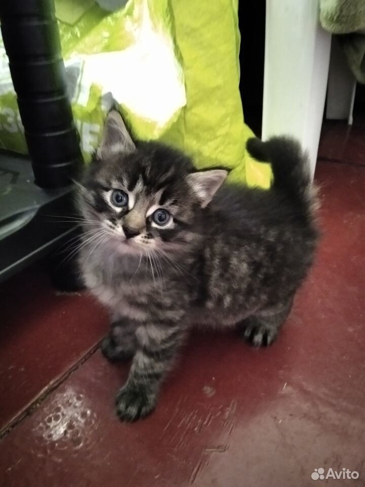 Маленкий котенок