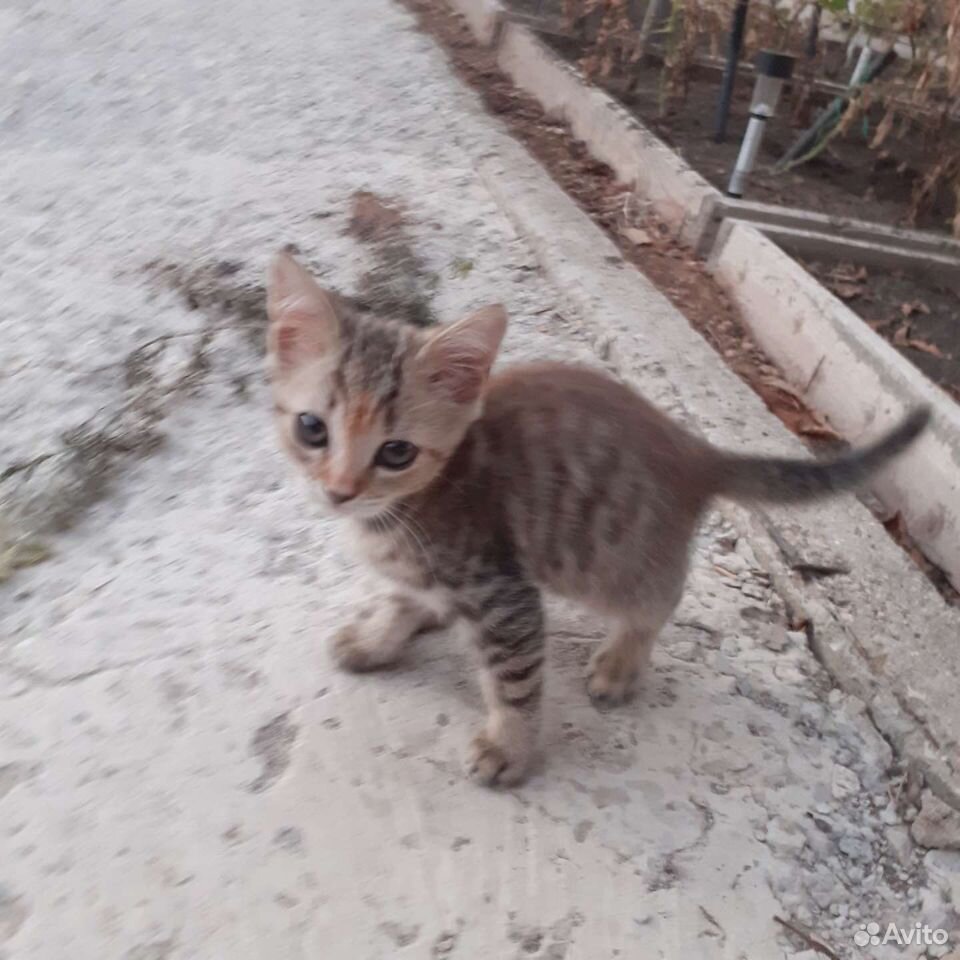 Кошка